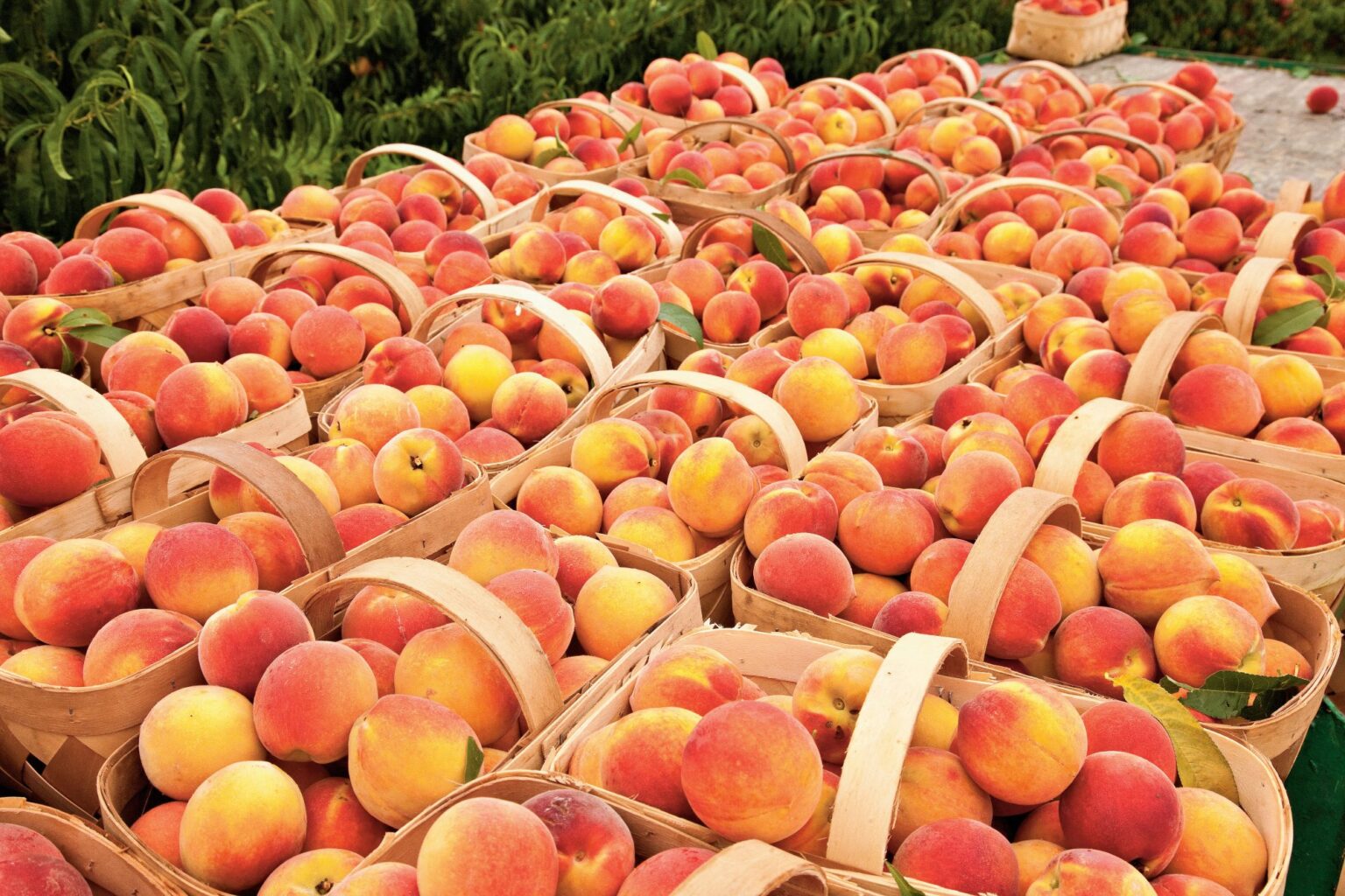 Red Root Benefits, Uses, and Side Effects: All You Need to Know ...