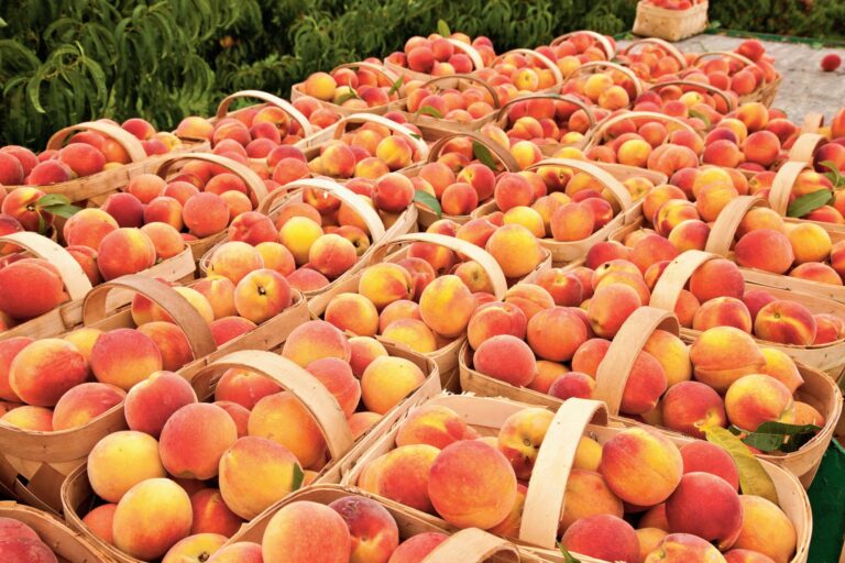 Red Root Benefits, Uses, and Side Effects: All You Need to Know ...