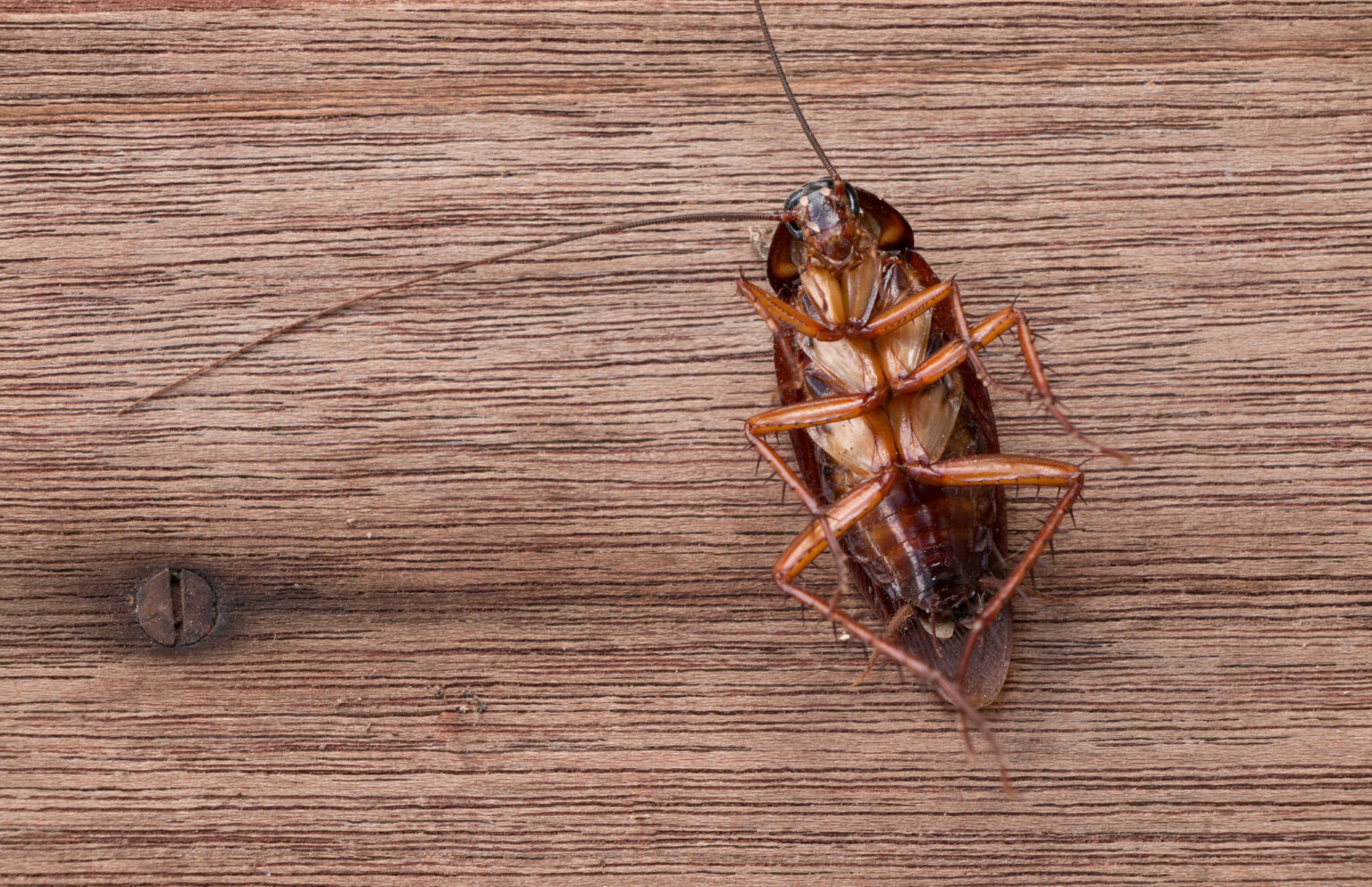 25 Best Home Remedies for Roaches Control in Your House - Naturally Daily