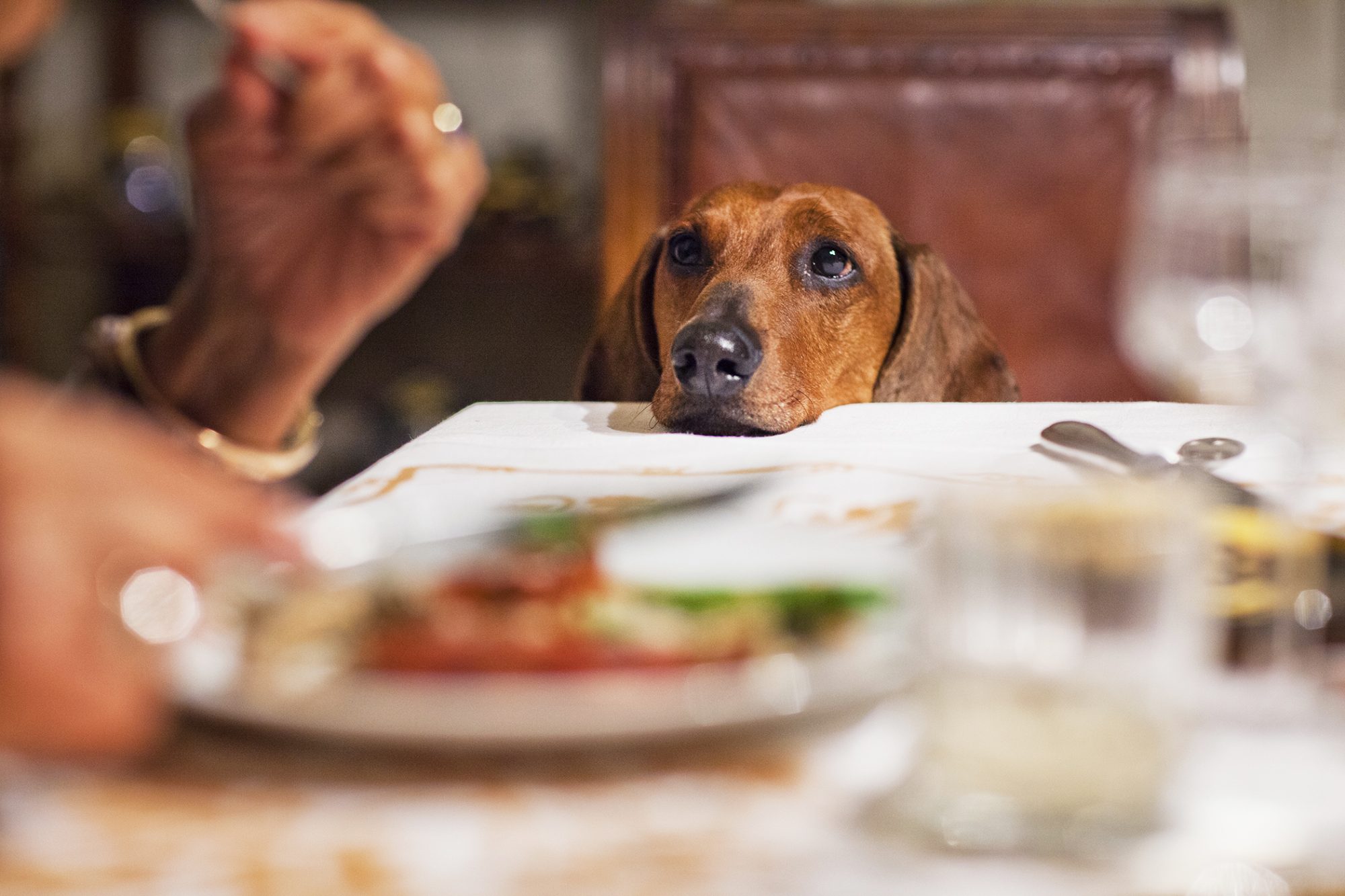 11 Home Remedies for Excessive Gas in Dogs - Naturally Daily