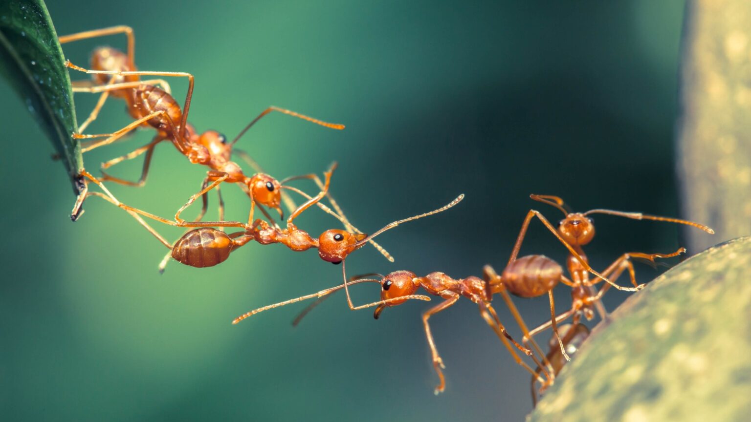 11 Best Essential Oils to Repel Ants and Spiders + Recipes - Naturally ...