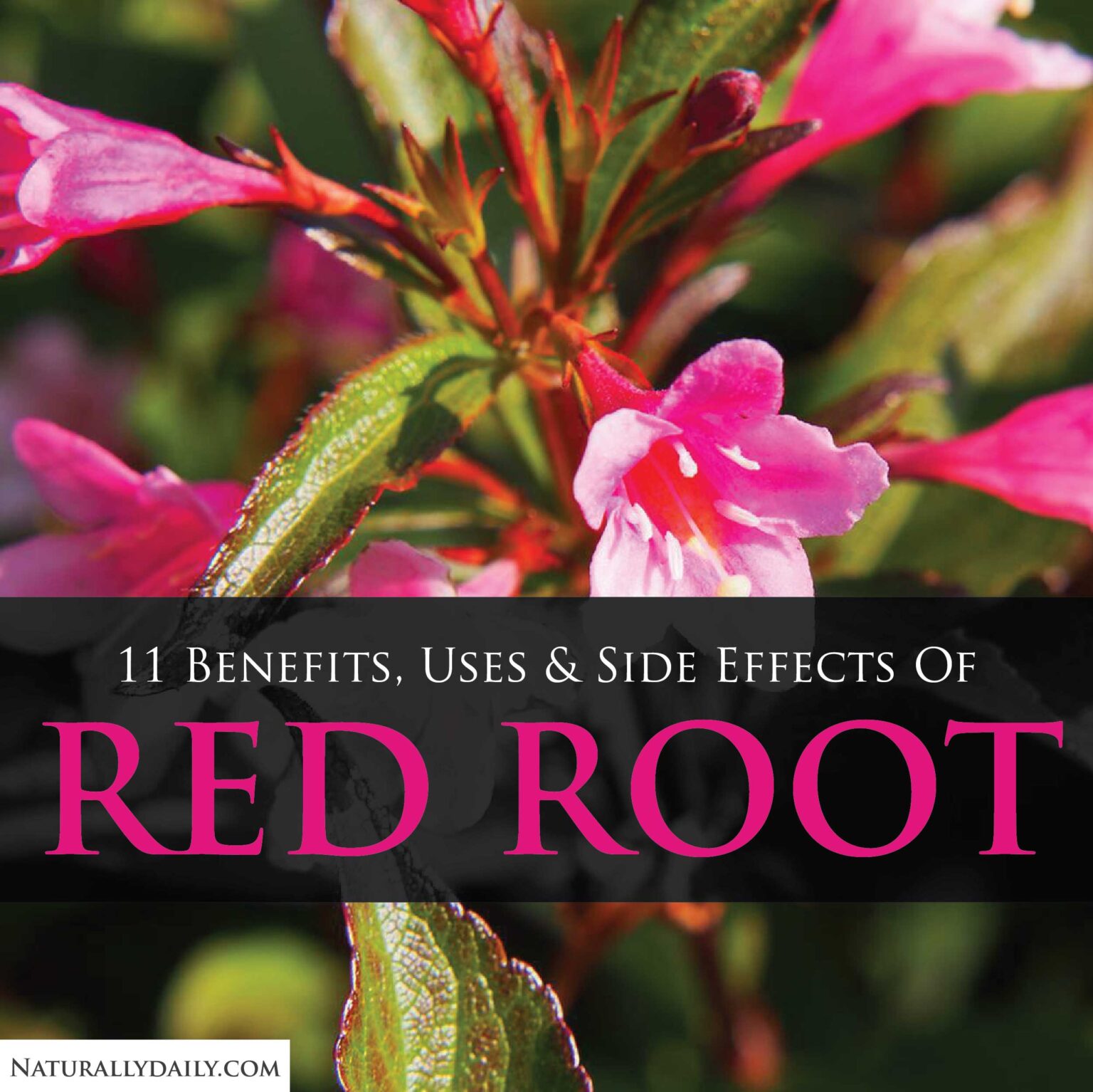 Red Root Benefits, Uses, and Side Effects: All You Need to Know ...