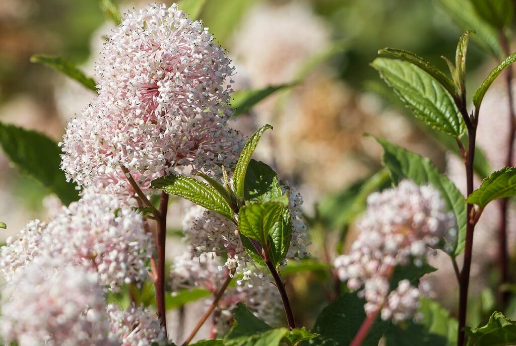 Red Root Benefits, Uses, and Side Effects: All You Need to Know ...