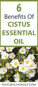 Cistus Essential Oil: Potential Benefits, Uses, and Precautions