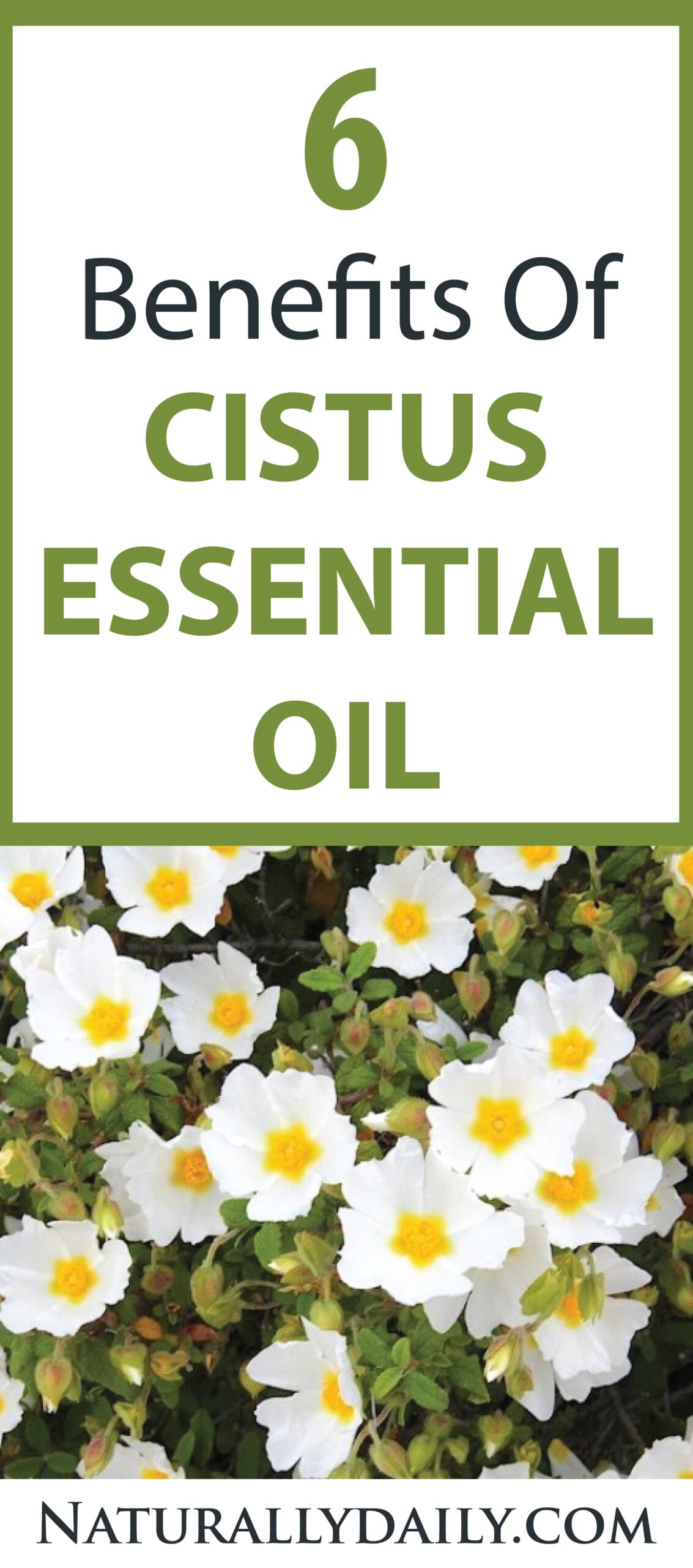 Cistus Essential Oil: Potential Benefits, Uses, and Precautions